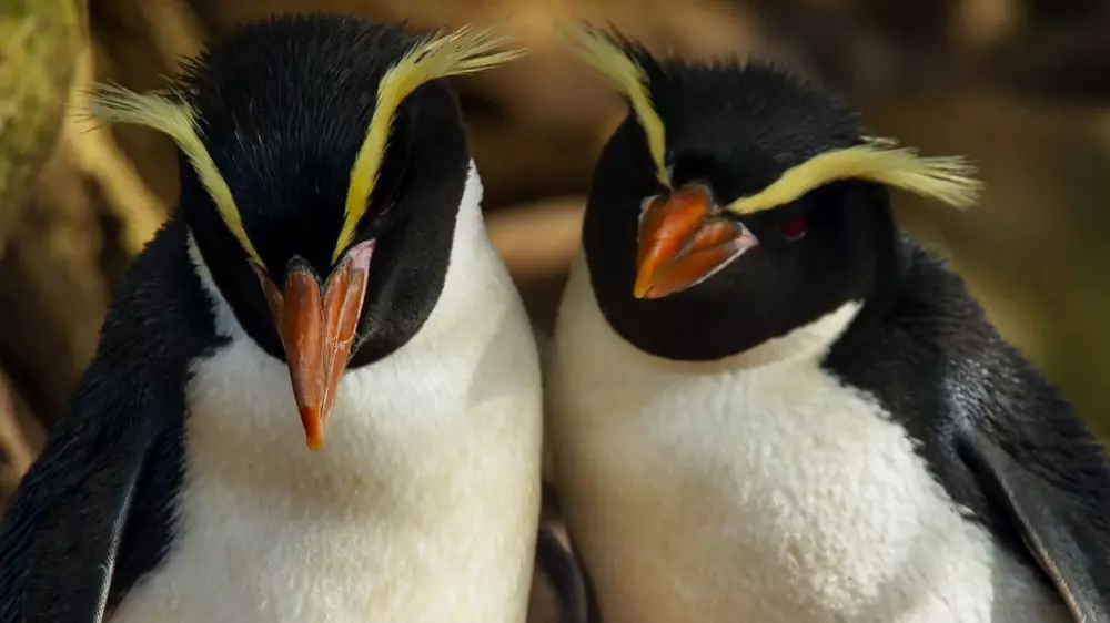 Chinstrap Adélie penguins dia eo an-tsofin'ny fandringanana noho ny fiakaran'ny hafanana 53445_1