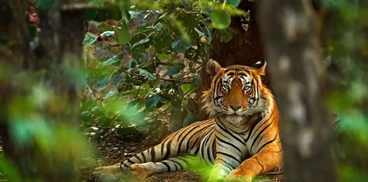 सीरियल किलरहरु को खोजी जंगली मा बाघ को रक्षा मा मद्दत गर्नेछ