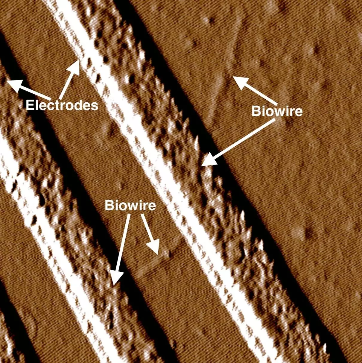 Forskare har skapat nanotrådar 60 tusen gånger tunnare än ett hår 62355_2