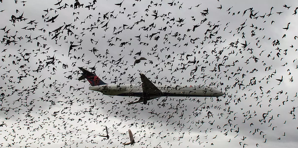Drones have learned to drive birds away from airports without scaring them