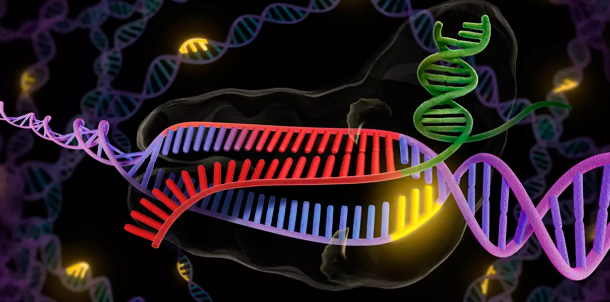 CRISPR -mielies sal oor 5 jaar op die mark kom 65881_2