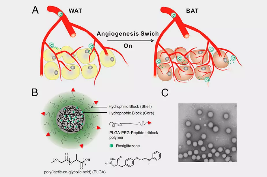 Wëssenschaftler bekämpfen Adipositas mat Nanopartikelen 66311_1