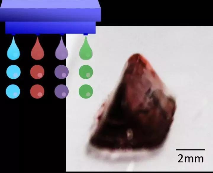 Die metode vir 3D -druk van lewende weefsels met groter akkuraatheid is ontdek 69735_2