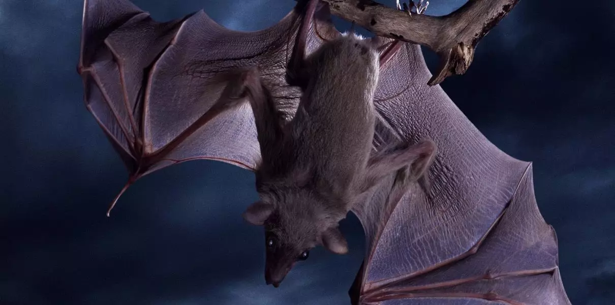 تم العثور على نوع جديد من فيروس الإيبولا في الخفافيش