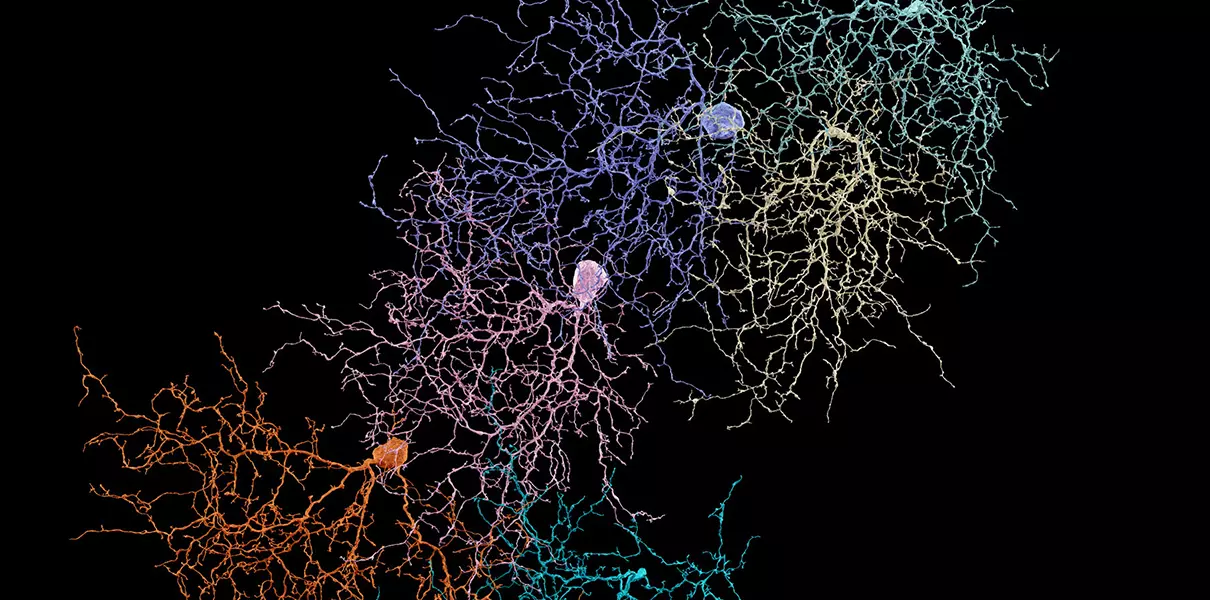 Scienziati belgi hanno presentato un 