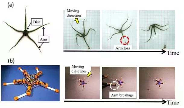 Starfish robot langsung adaptasi karo karusakan sing ora dikarepake 70346_1