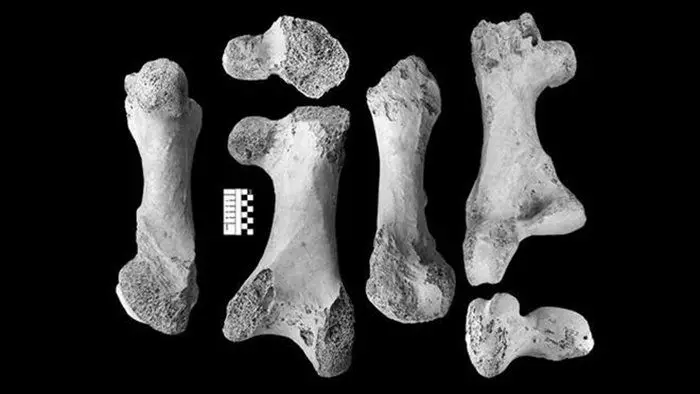 Élmuwan parantos mendakan tulang manuk panggedéna di dunya - titan Vorombe. Ukuran dinosaurus leutik 72022_1